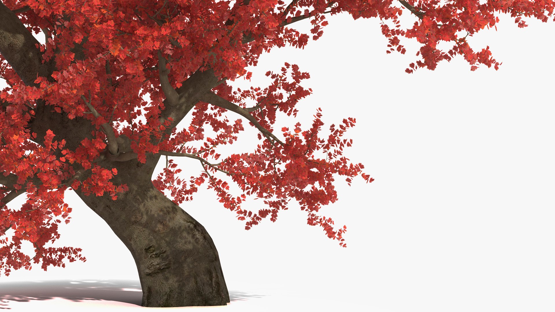 Realistic Autumn Red Maple Tree 3D Model - TurboSquid 2243150