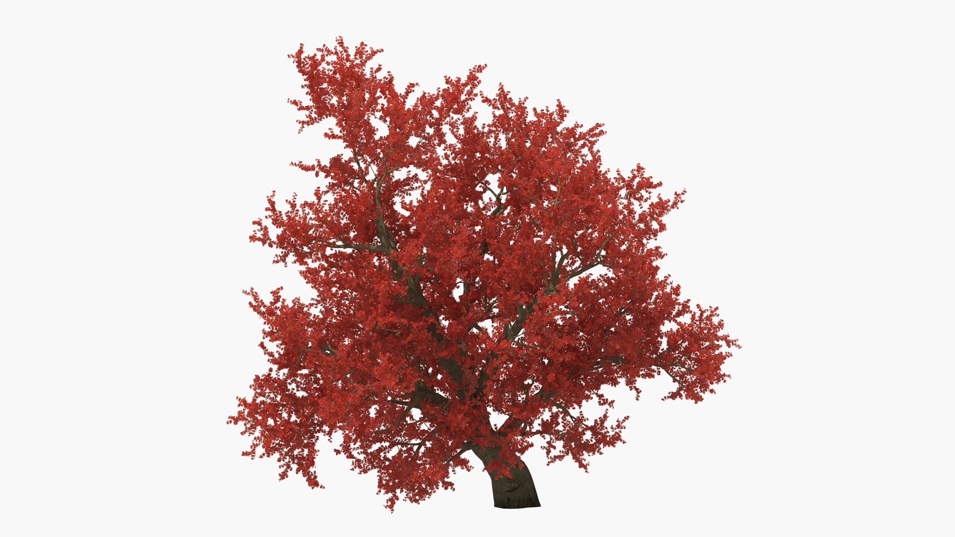 Realistic Autumn Red Maple Tree 3D Model - TurboSquid 2243150