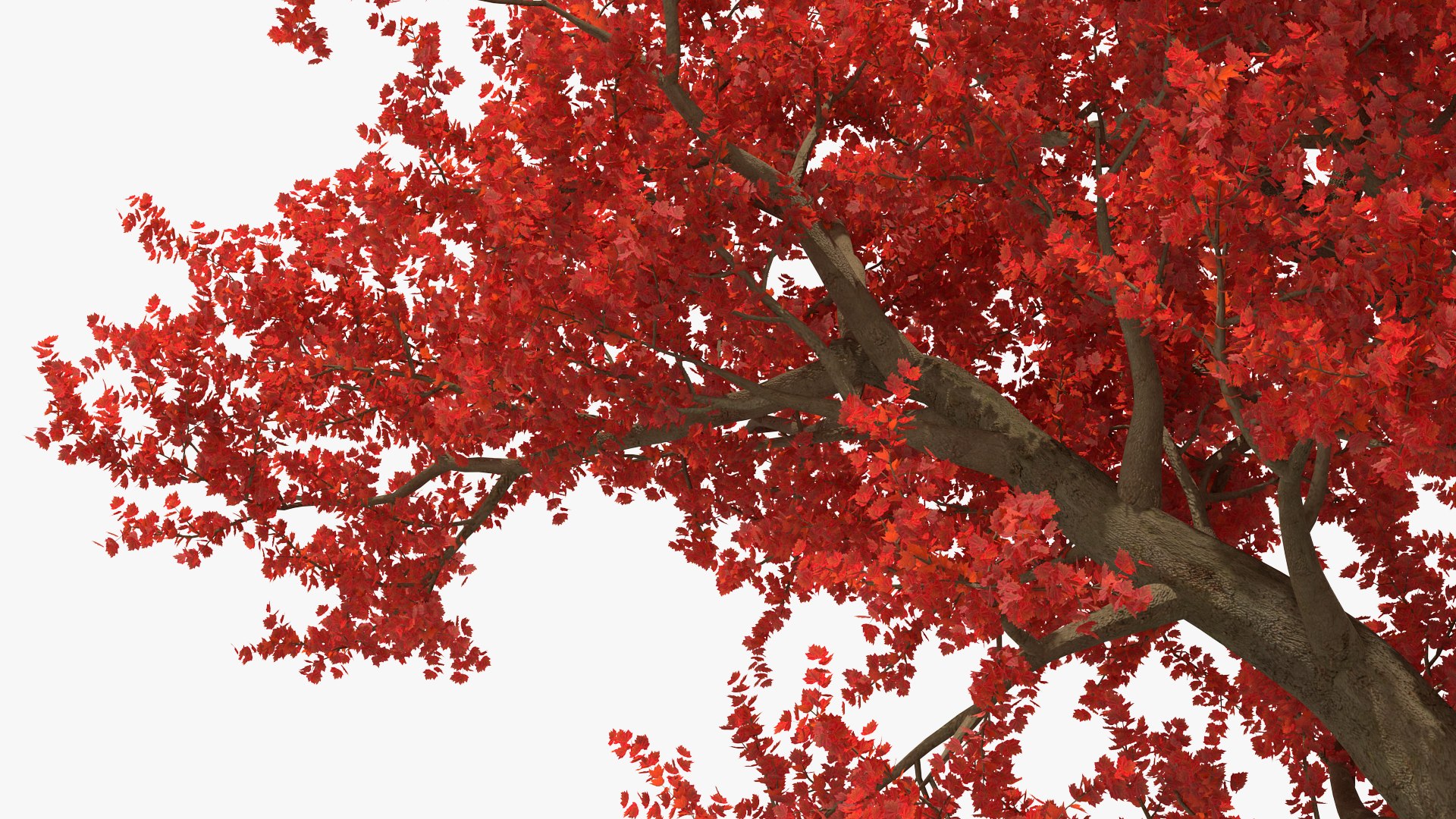 Realistic Autumn Red Maple Tree 3D Model - TurboSquid 2243150