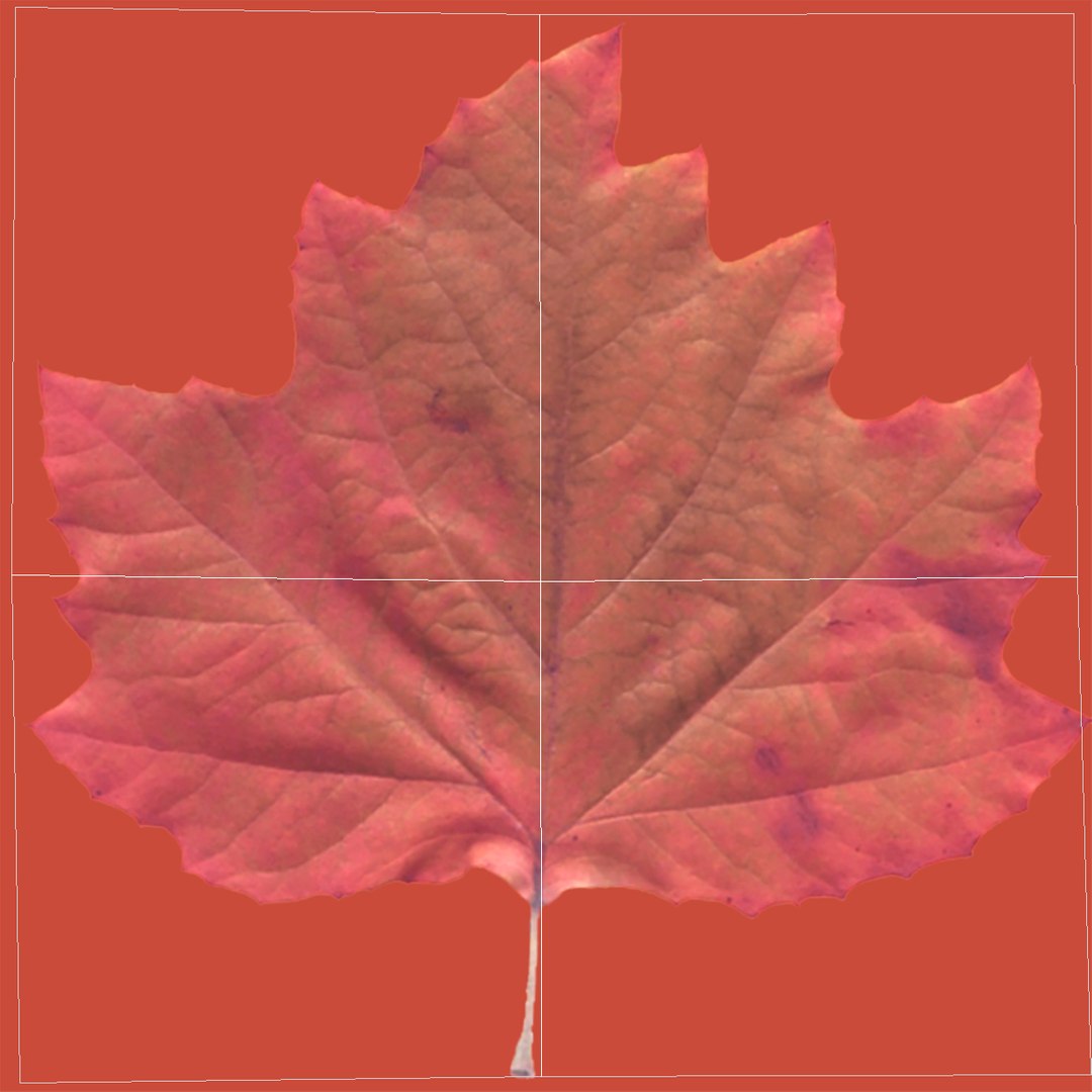 Realistic Autumn Red Maple Tree 3D Model - TurboSquid 2243150