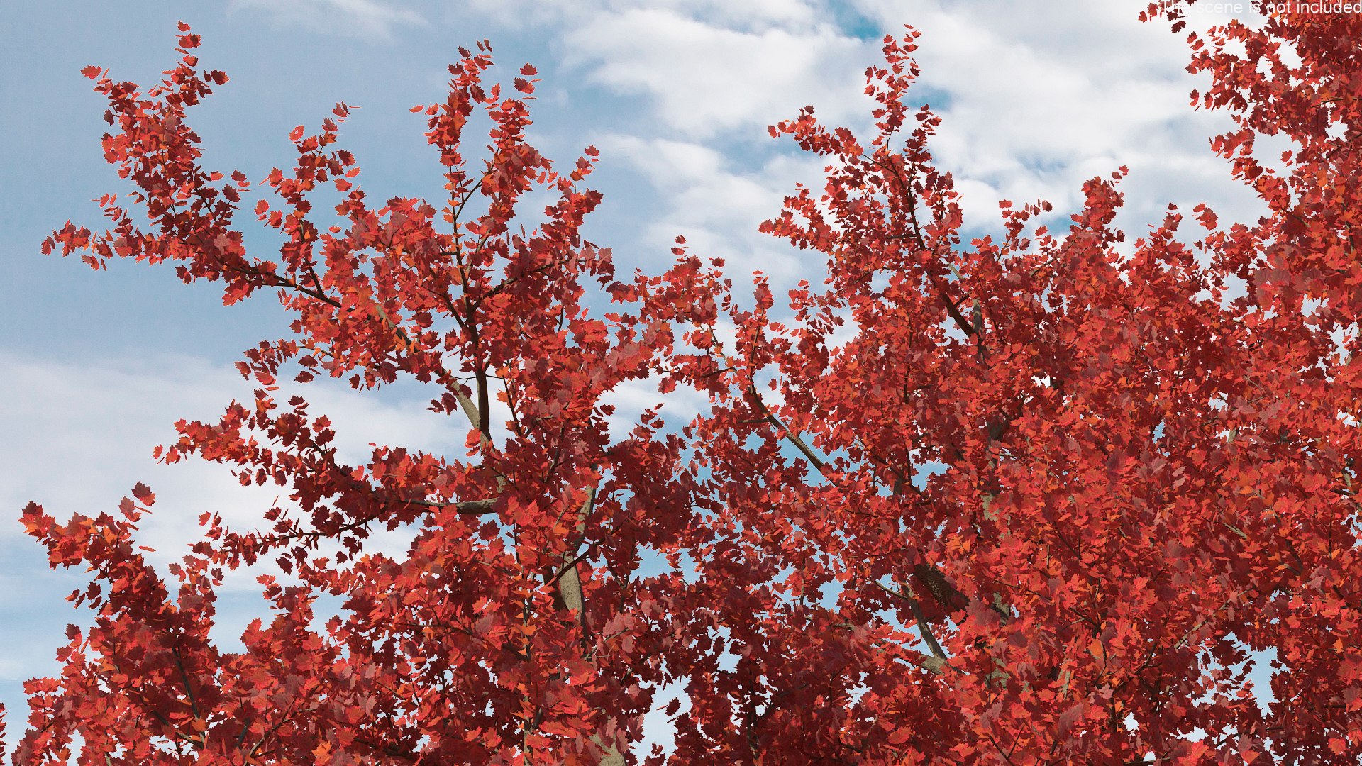 Realistic Autumn Red Maple Tree 3D Model - TurboSquid 2243150