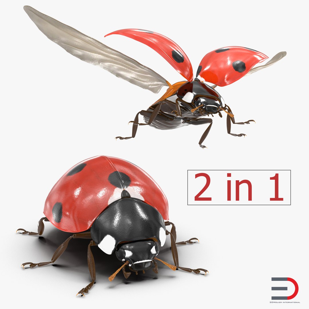 3d max ladybug set flying
