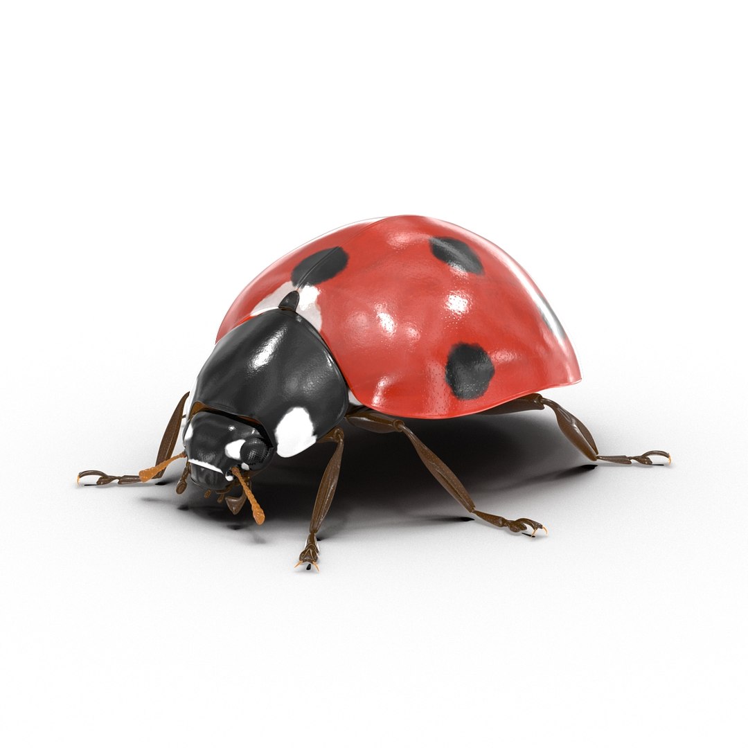 3d max ladybug set flying