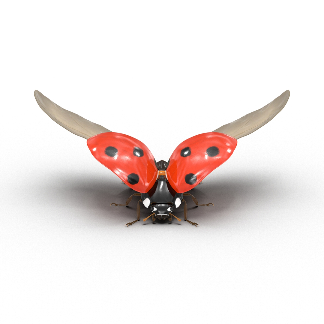 3d max ladybug set flying