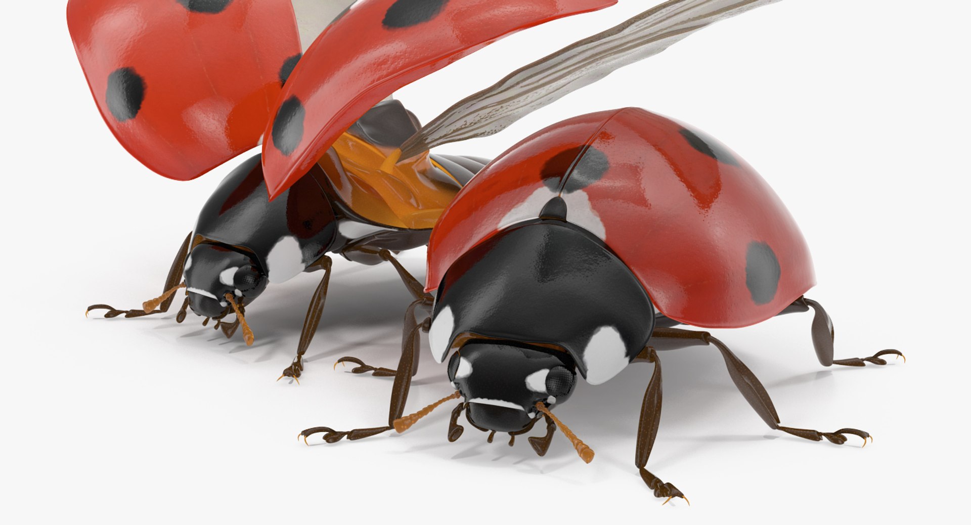 3d max ladybug set flying