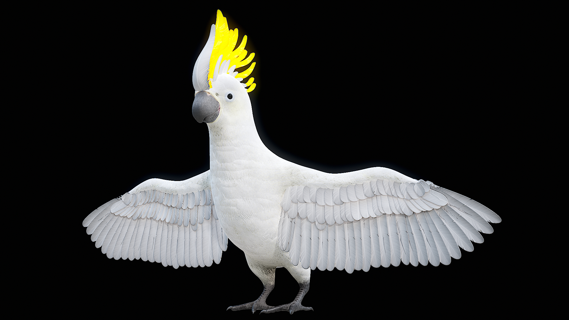 3D Model Cockatoo PBR - TurboSquid 2033330