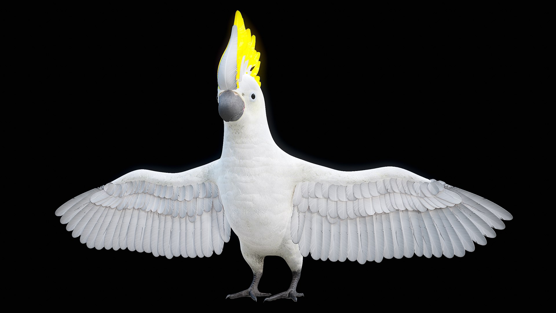 3D Model Cockatoo PBR - TurboSquid 2033330