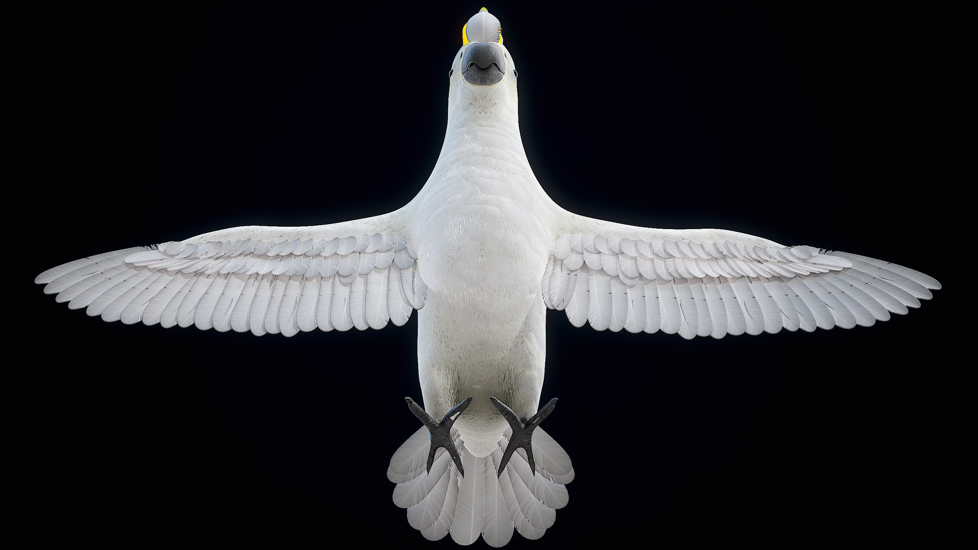 3D Model Cockatoo PBR - TurboSquid 2033330