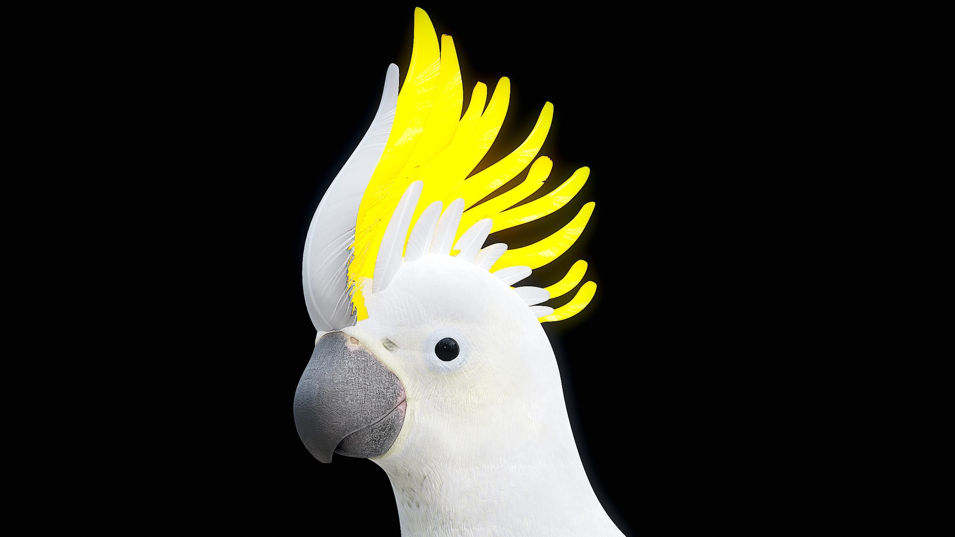 3D Model Cockatoo PBR - TurboSquid 2033330