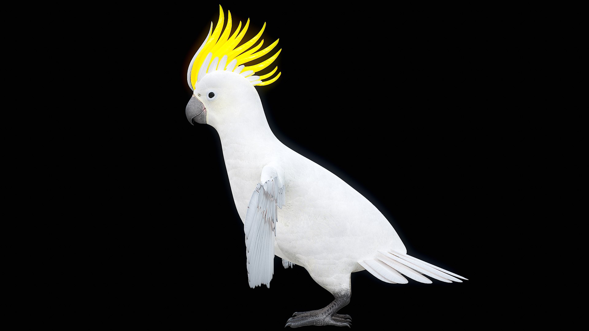 3D Model Cockatoo PBR - TurboSquid 2033330