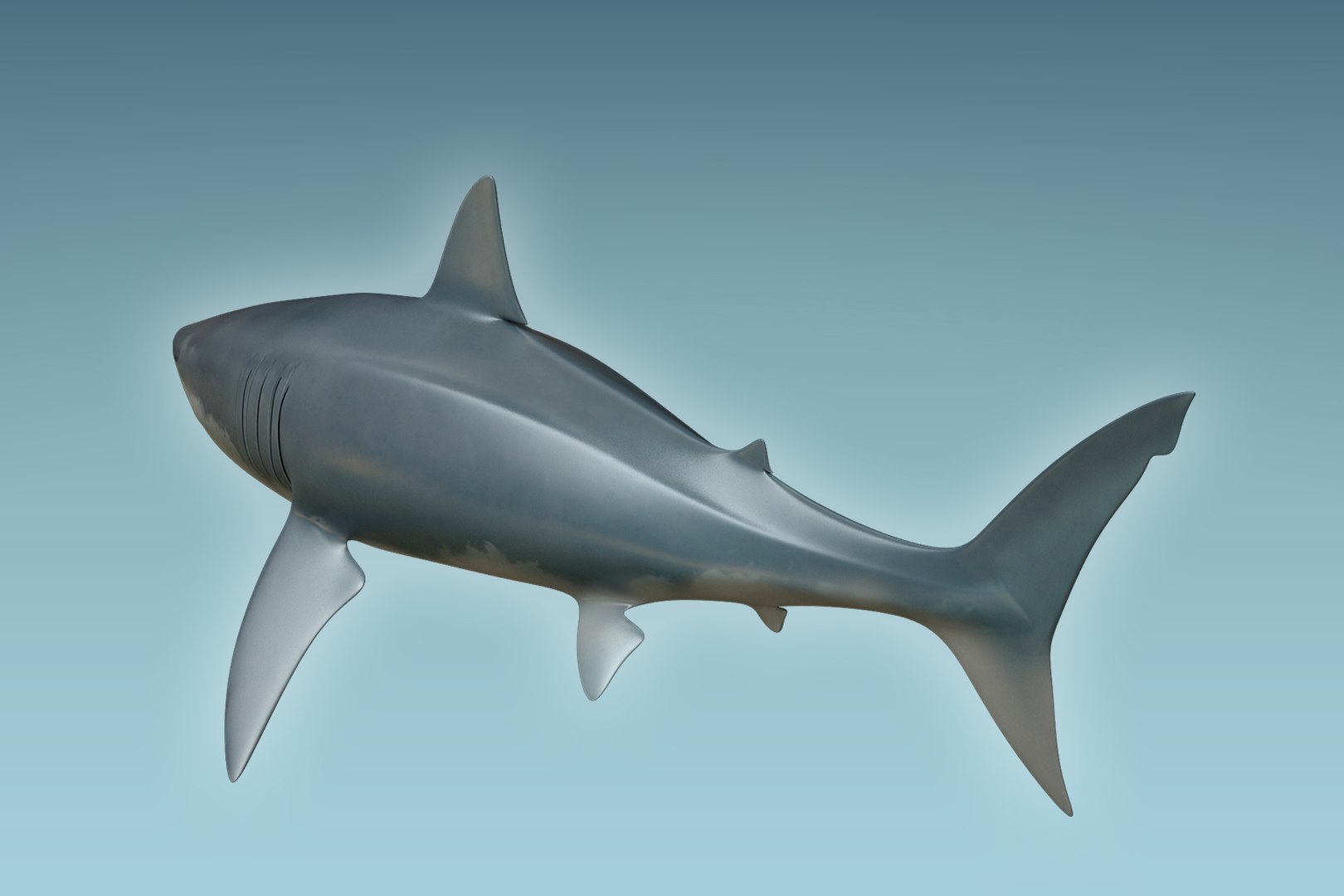Shark Great White 3D Model - TurboSquid 1198269