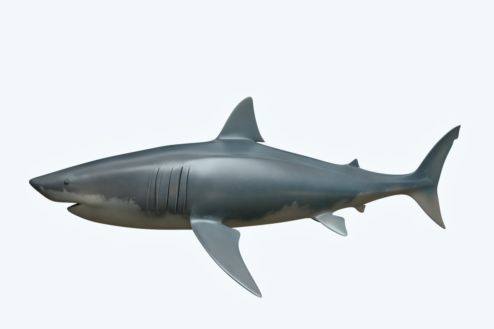 Shark Great White 3D Model - TurboSquid 1198269
