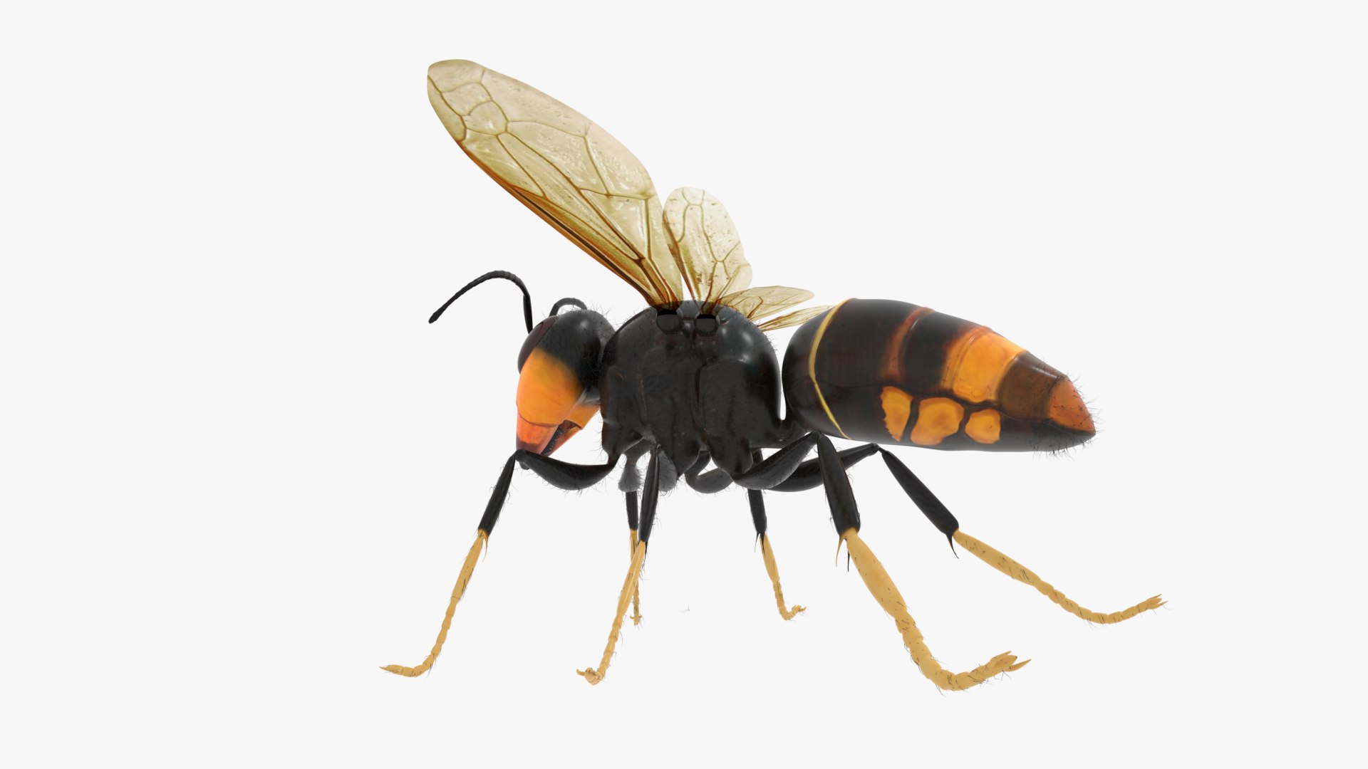 3D Asian Hornet Model - TurboSquid 1550545