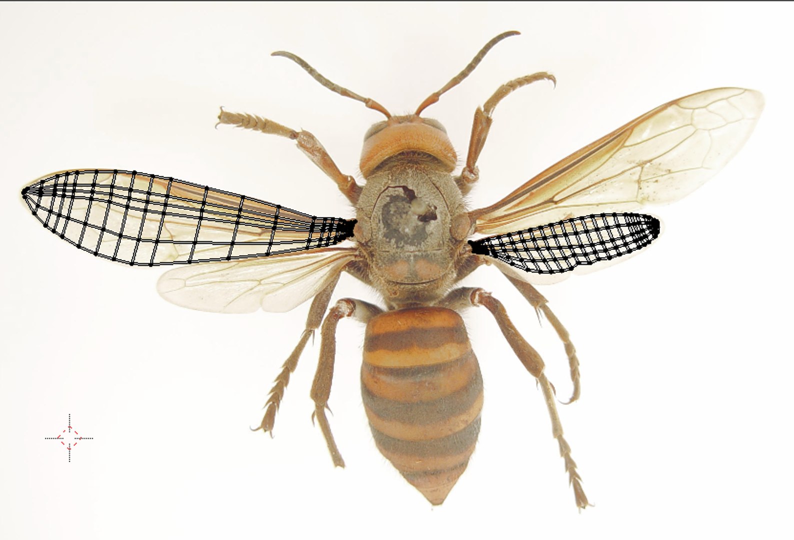 3D Asian Hornet Model - TurboSquid 1550545