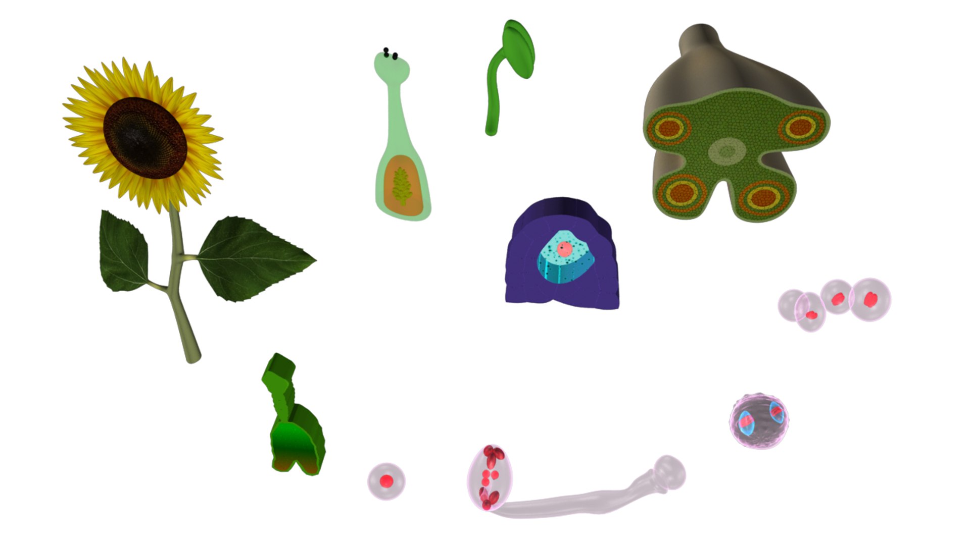 Life Cycle Angiosperm Plants Flowers 3d Obj