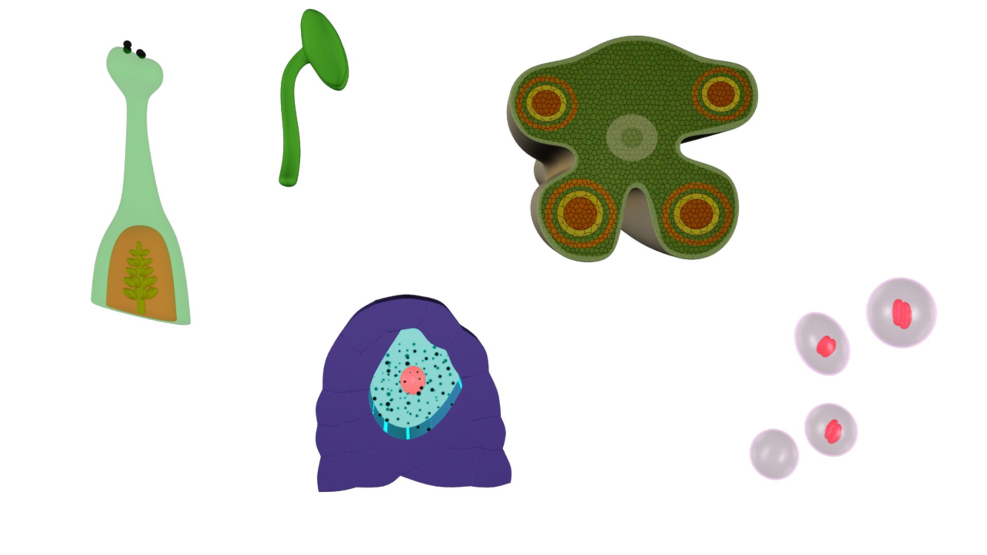 Life Cycle Angiosperm Plants Flowers 3d Obj