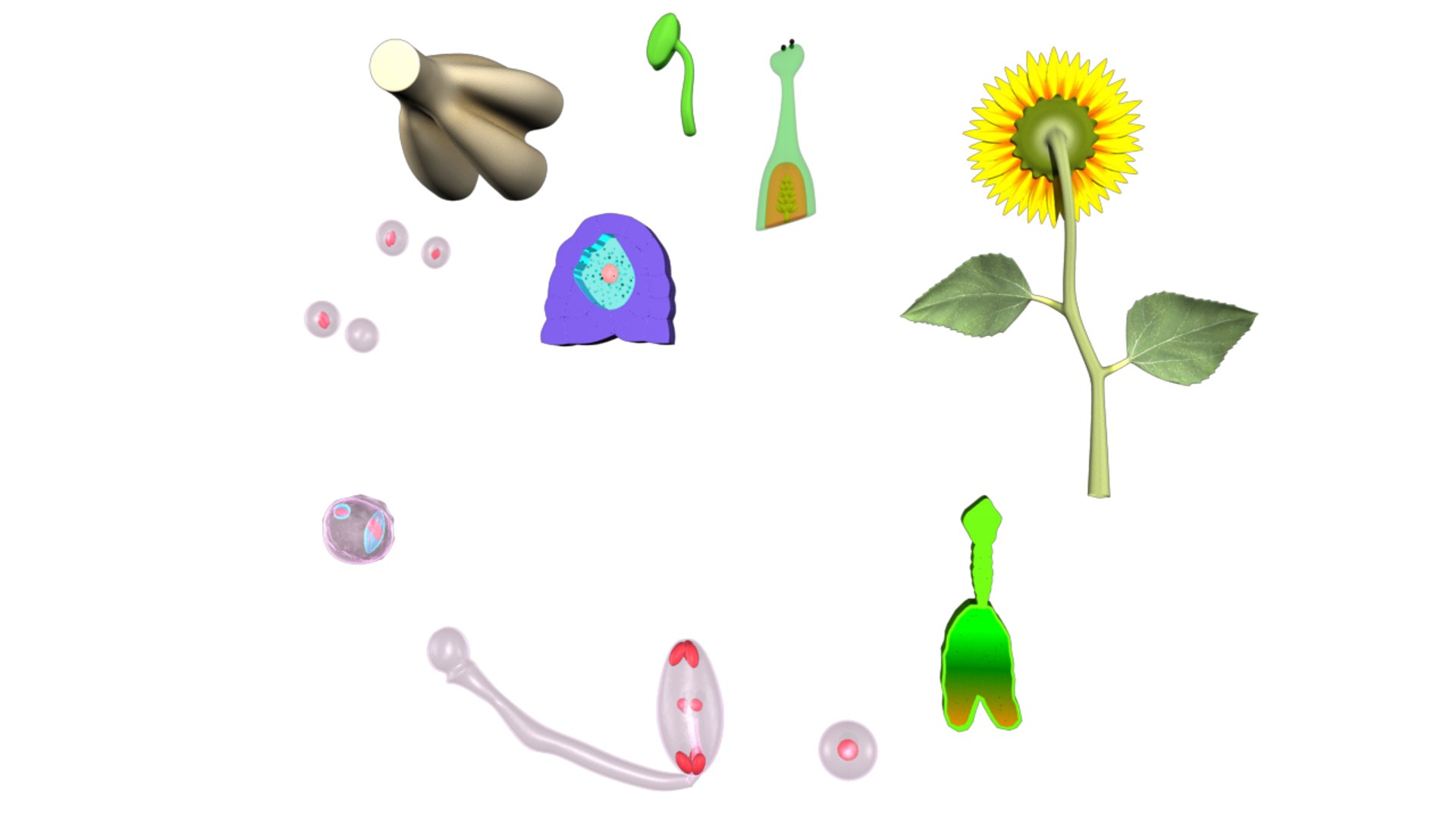 Life Cycle Angiosperm Plants Flowers 3d Obj