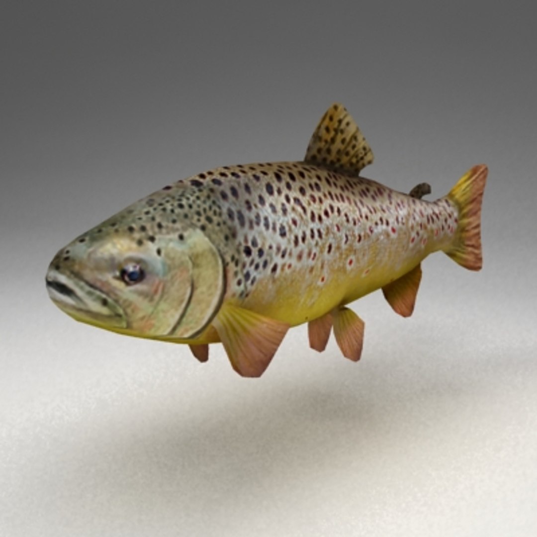 trout 3d model