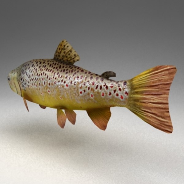 trout 3d model