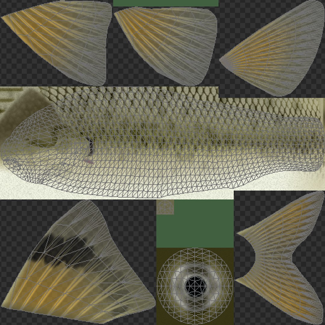 3d Model Sarcocheilichthys Biwahigai
