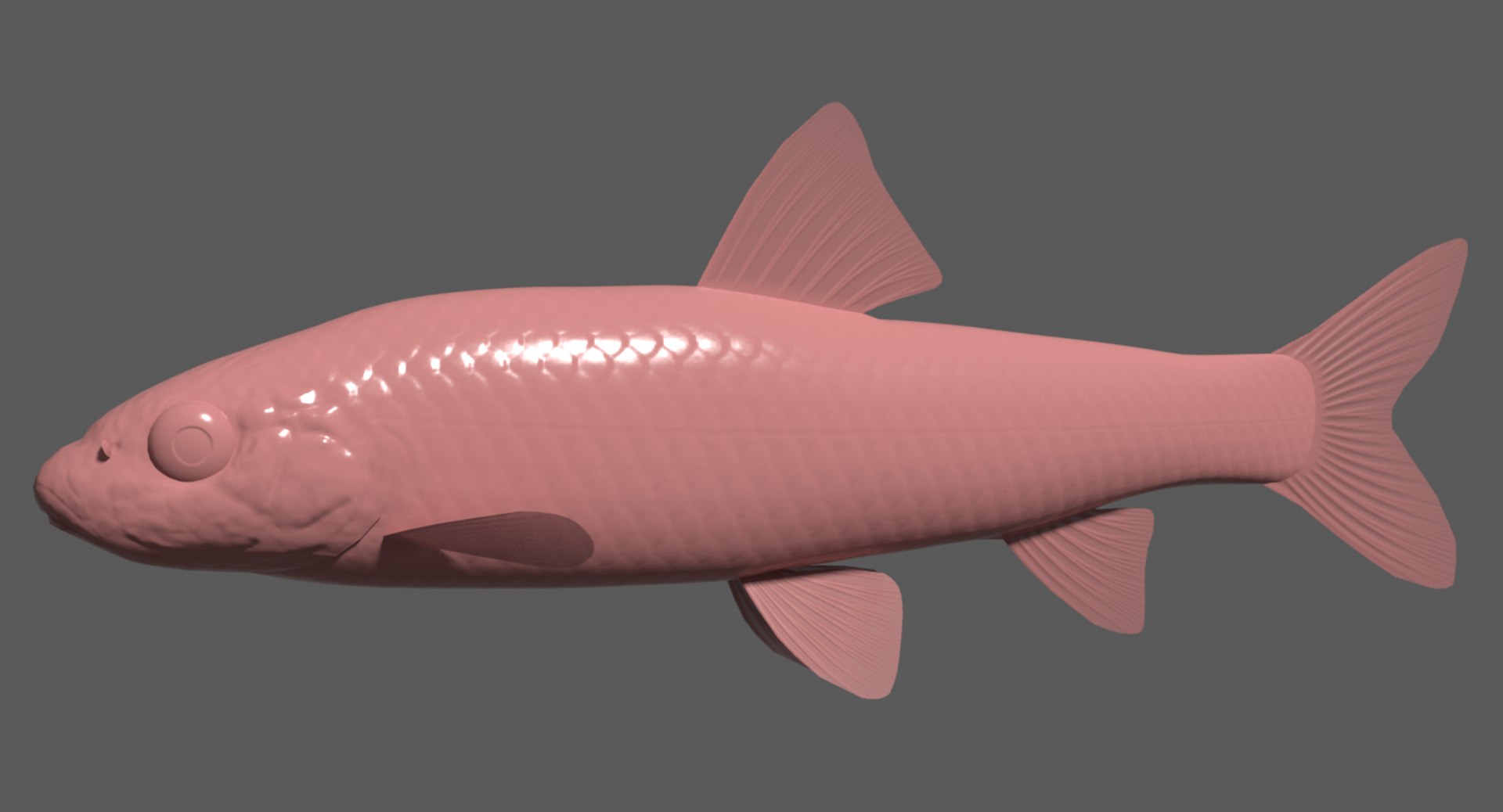 3d Model Sarcocheilichthys Biwahigai
