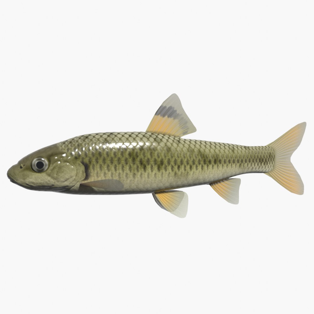 3d model sarcocheilichthys biwahigai