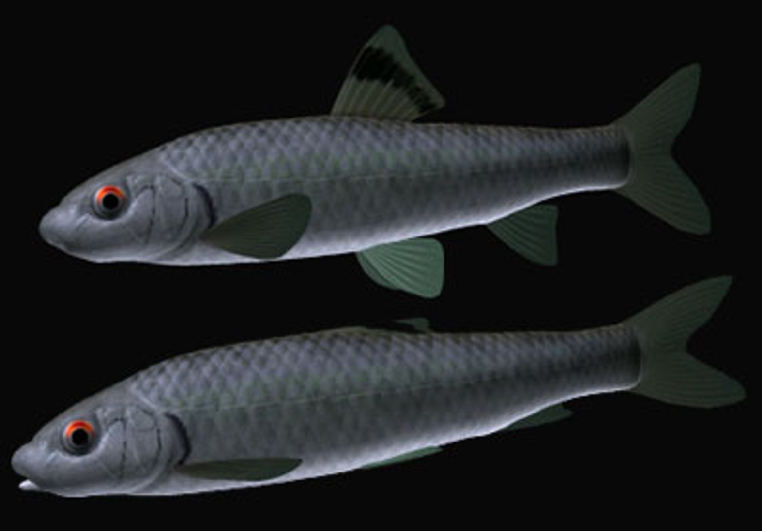 3d Model Sarcocheilichthys Biwahigai