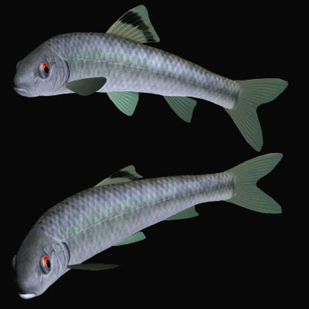 3d Model Sarcocheilichthys Biwahigai