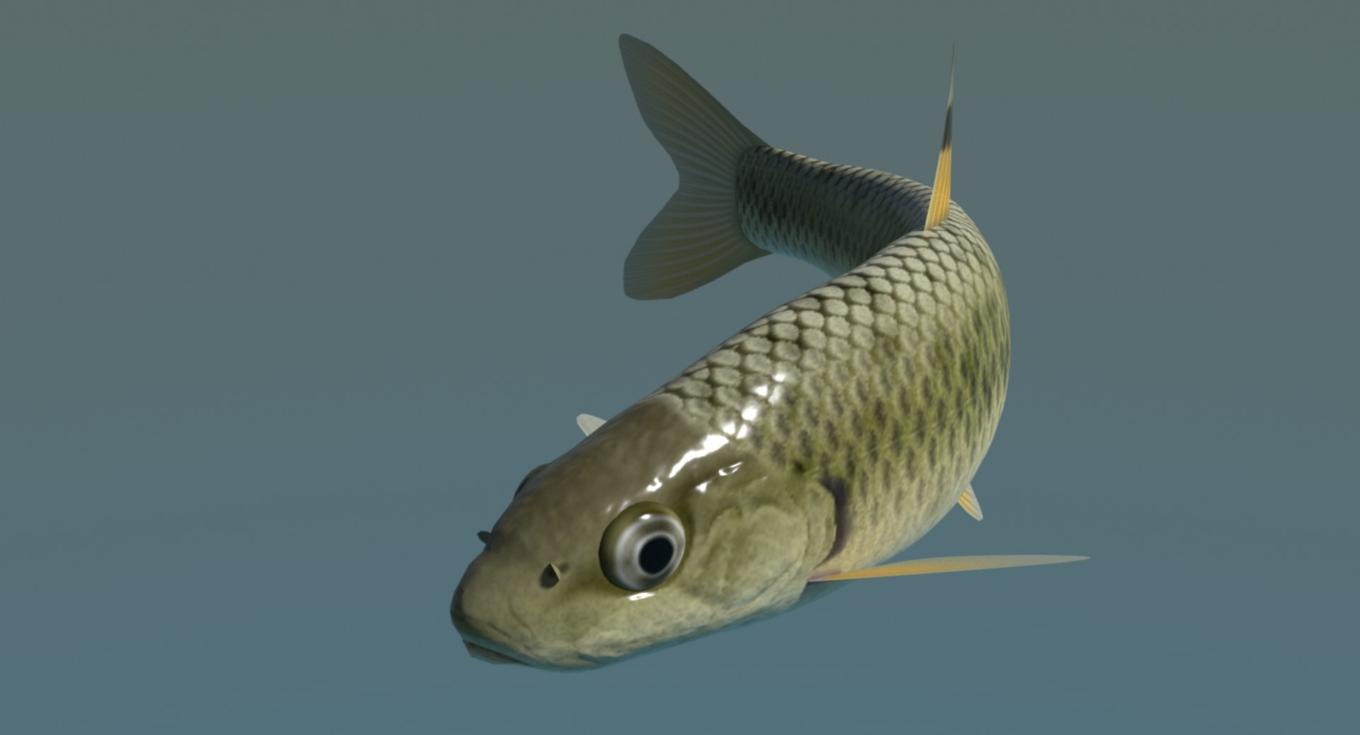 3d Model Sarcocheilichthys Biwahigai