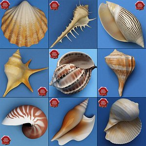 3d max ark cockle seashell