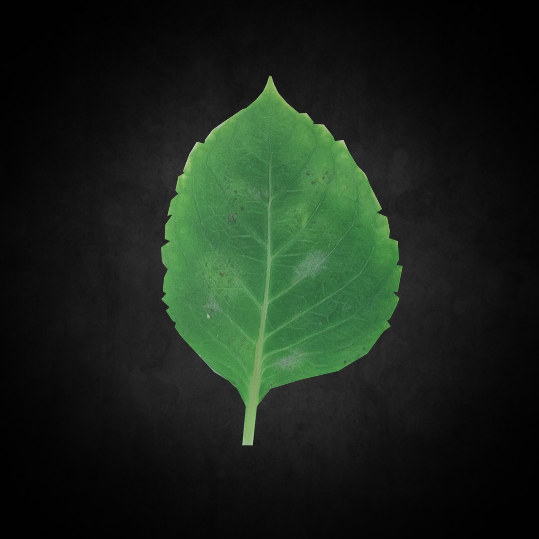 3D Low Poly Leaf 084 Model - TurboSquid 1852551