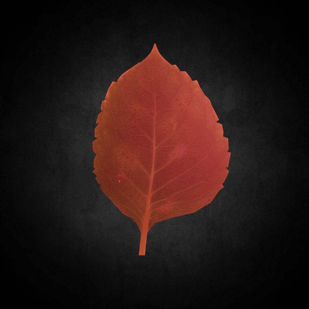 3D Low Poly Leaf 084 Model - TurboSquid 1852551