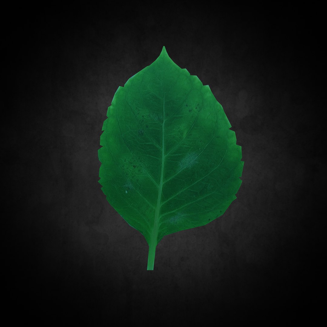 3D Low Poly Leaf 084 Model - TurboSquid 1852551