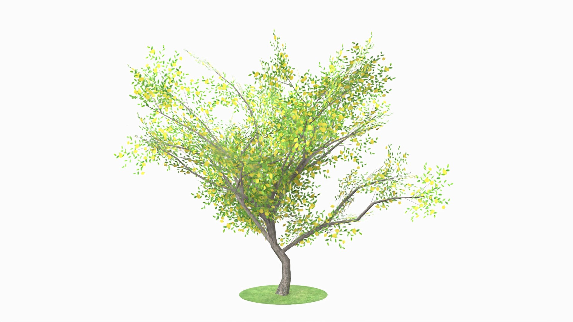 3D Citrus Fruits Model - TurboSquid 1618910