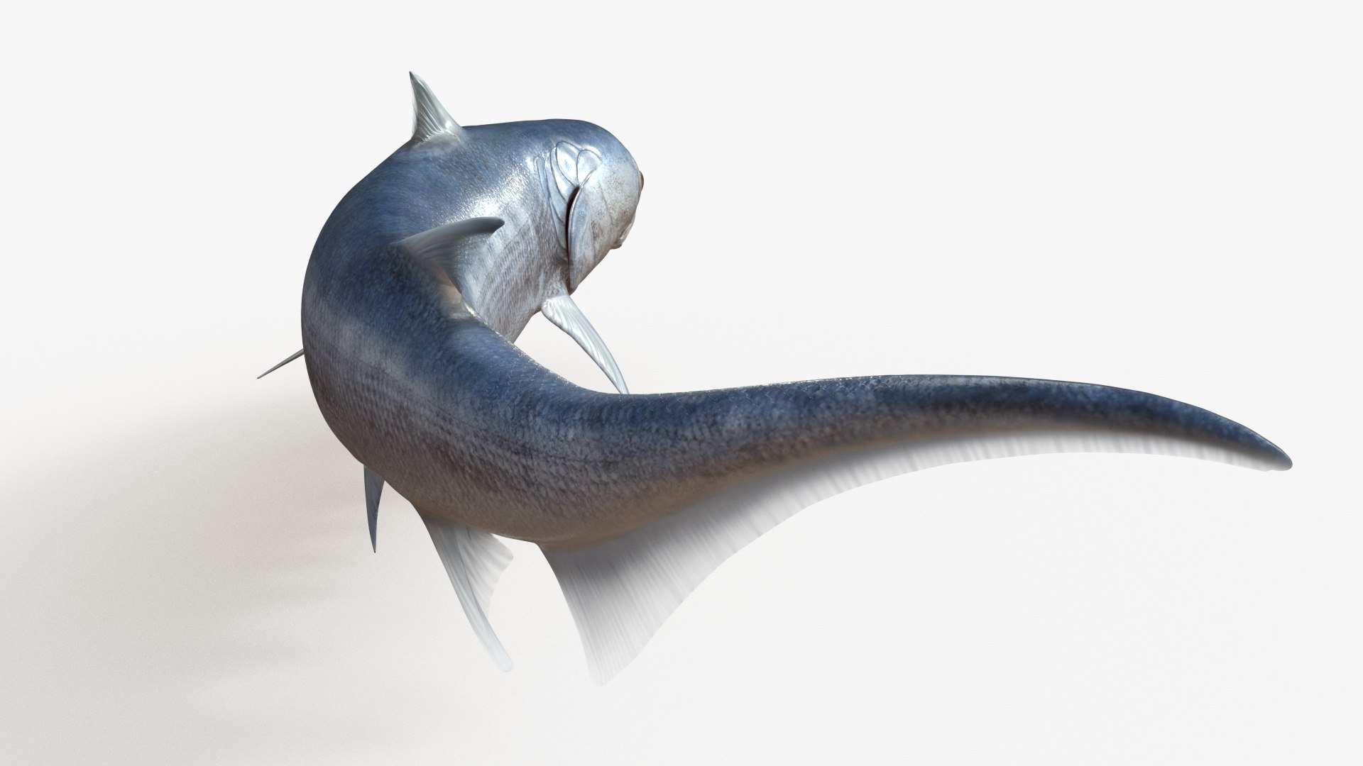 3D Acanthodii Fish - TurboSquid 1734360