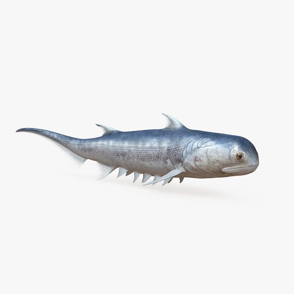 3d model zander fish animation