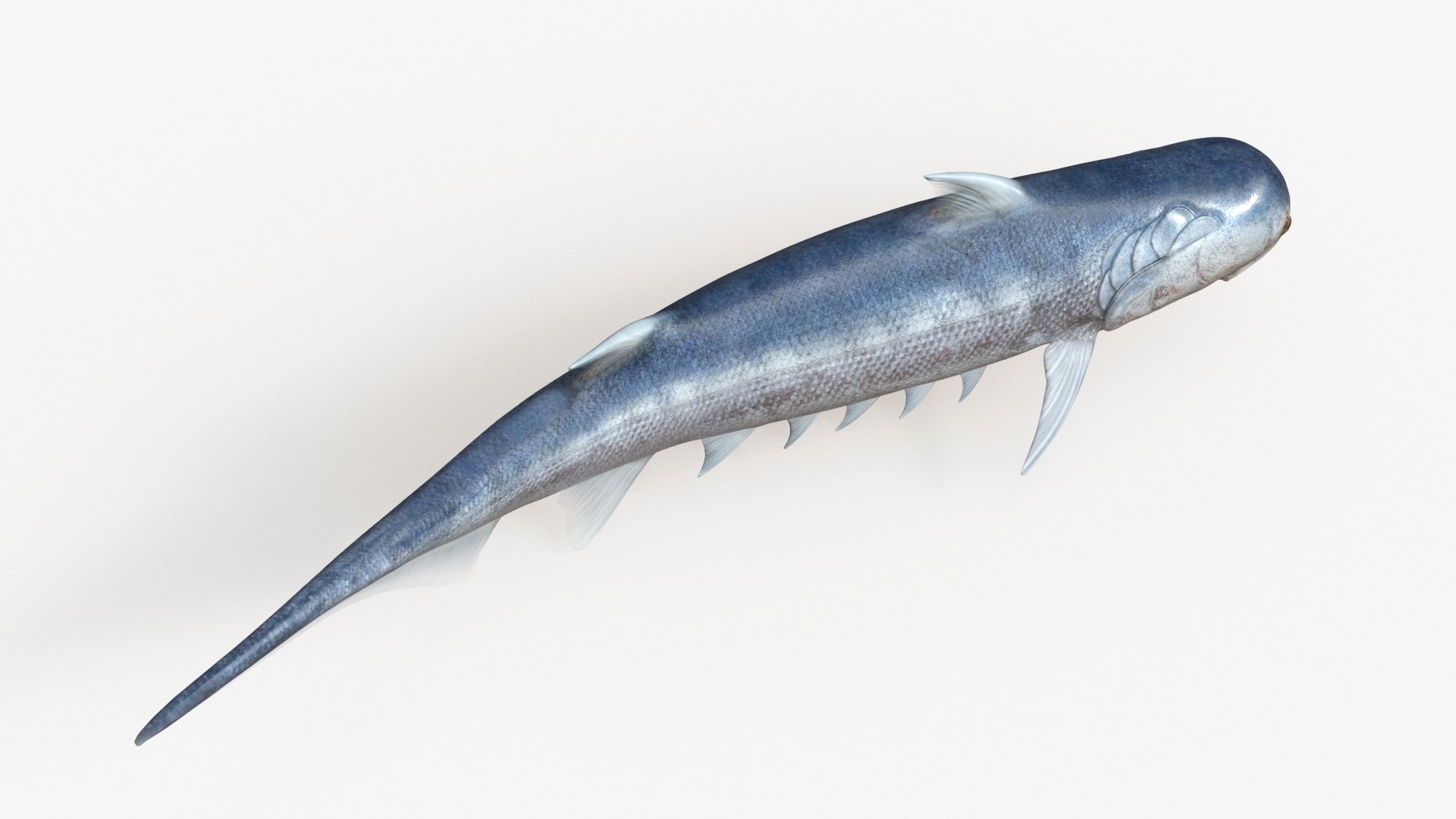 3D Acanthodii Fish - TurboSquid 1734360