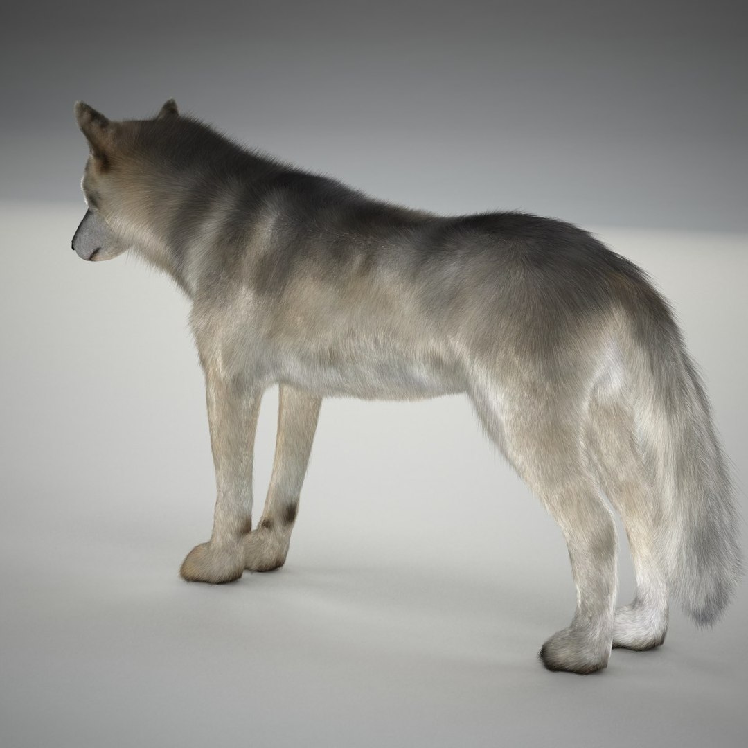 Realistic Wolf 3d 3ds