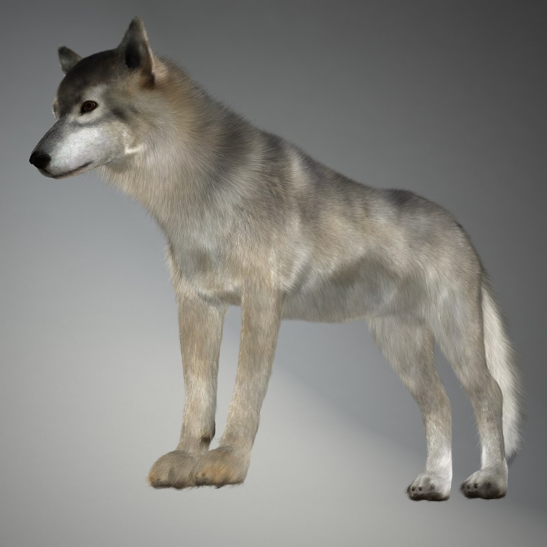 Realistic Wolf 3d 3ds
