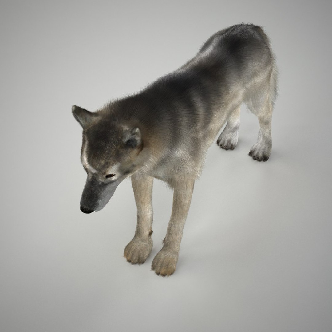 Realistic Wolf 3d 3ds