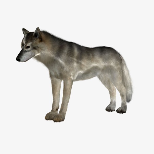 Gray Wolf 3D Models for Download | TurboSquid