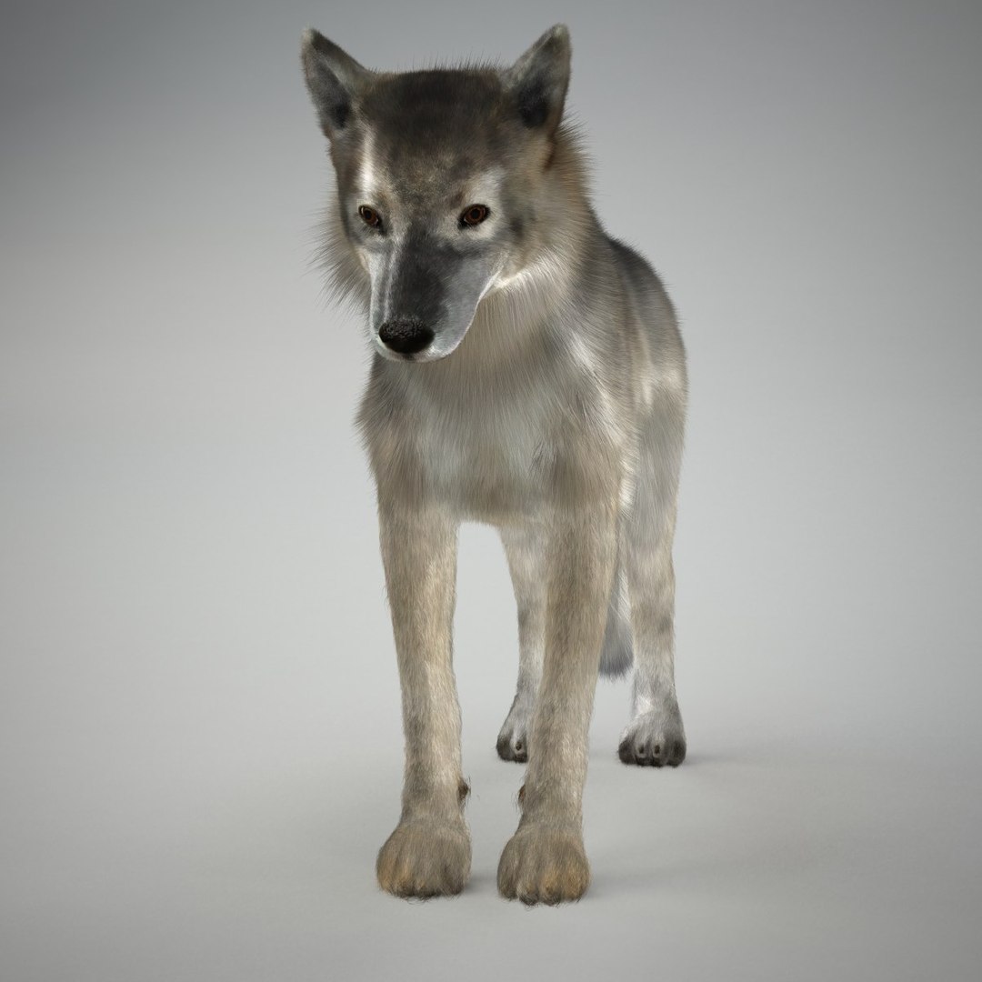 Realistic Wolf 3d 3ds