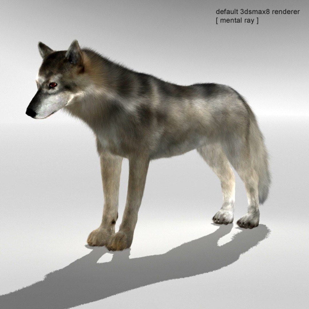 Realistic Wolf 3d 3ds
