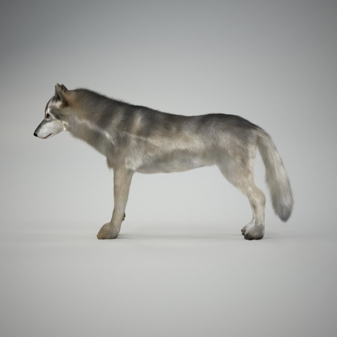 Realistic Wolf 3d 3ds