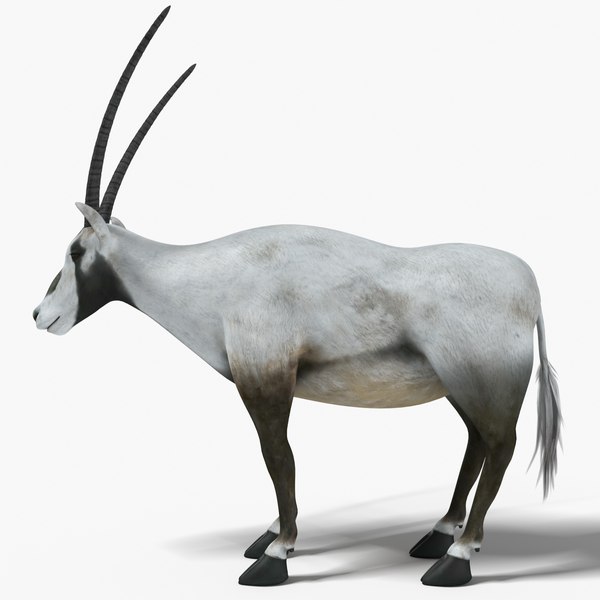 3d kirk s dik-dik model
