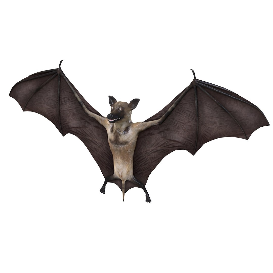 Bat Bird 3D - TurboSquid 1536351