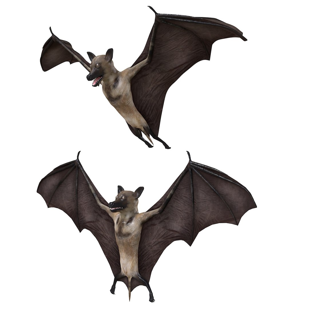 Bat Bird 3D - TurboSquid 1536351