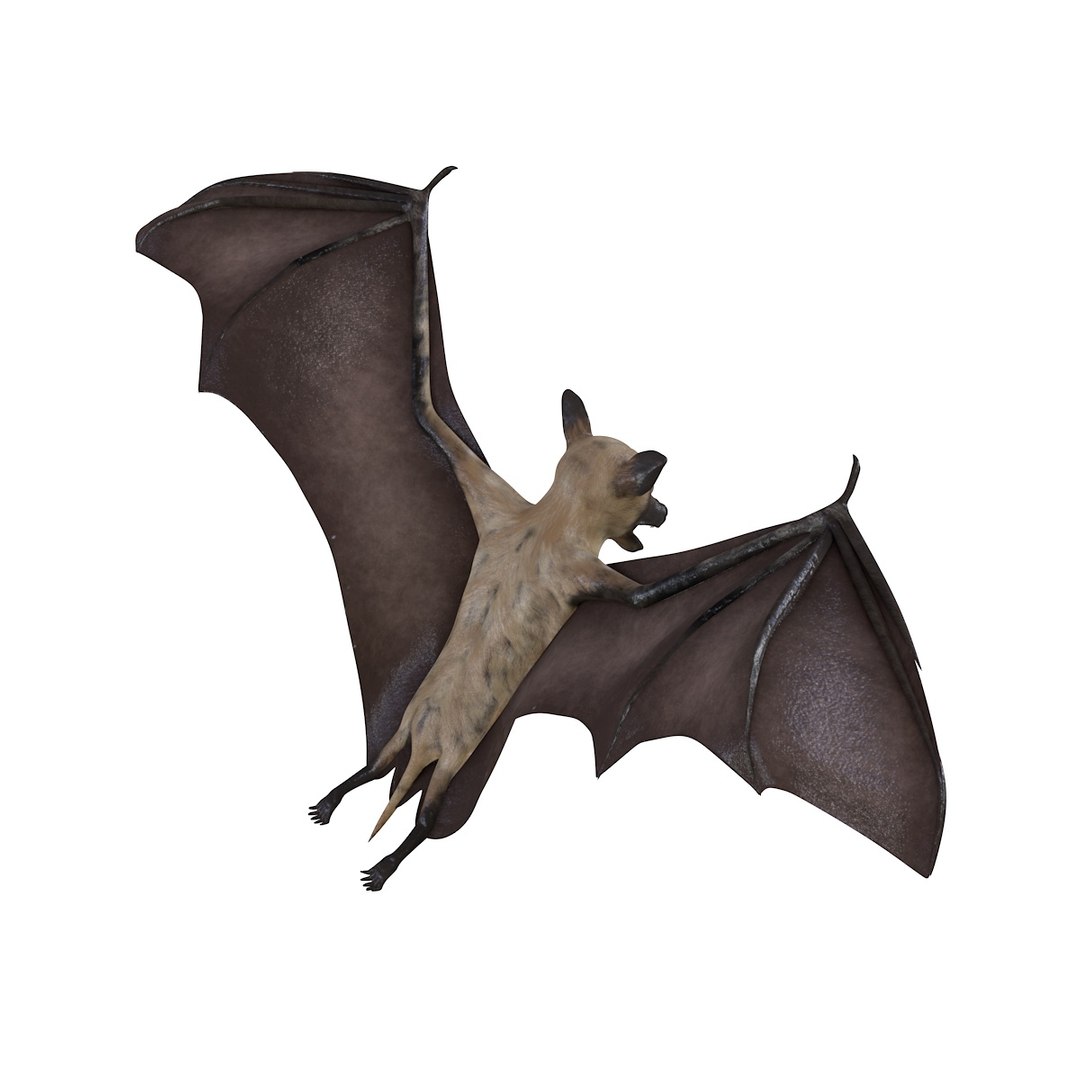 Bat Bird 3D - TurboSquid 1536351