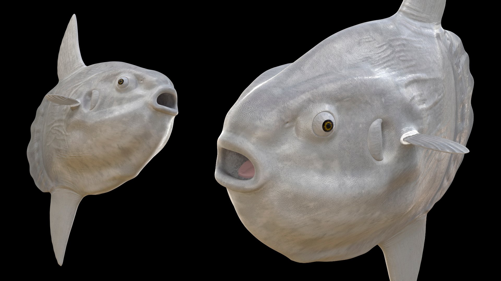 3D Ocean Sunfish Common Mola Model - TurboSquid 1828426