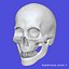 3d X-ray Male Face